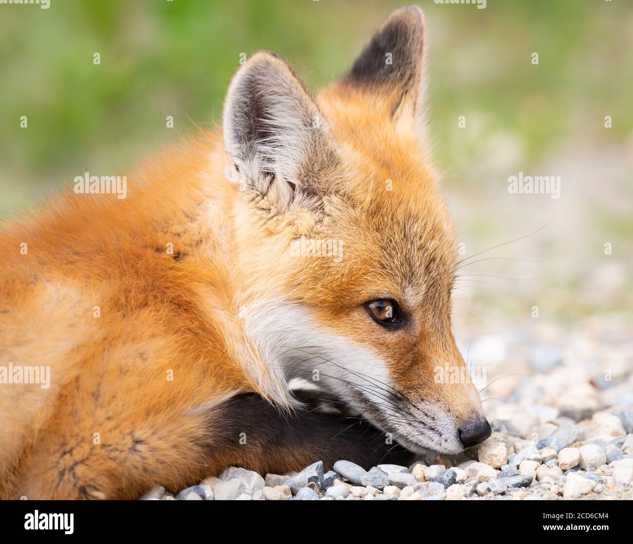 Red fox kit in the wild Stock Photo - Alamy