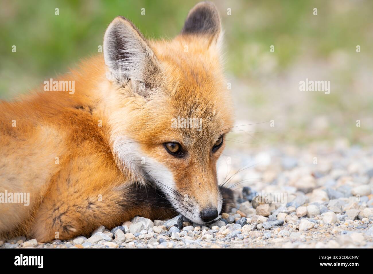 Red fox kit in the wild Stock Photo - Alamy