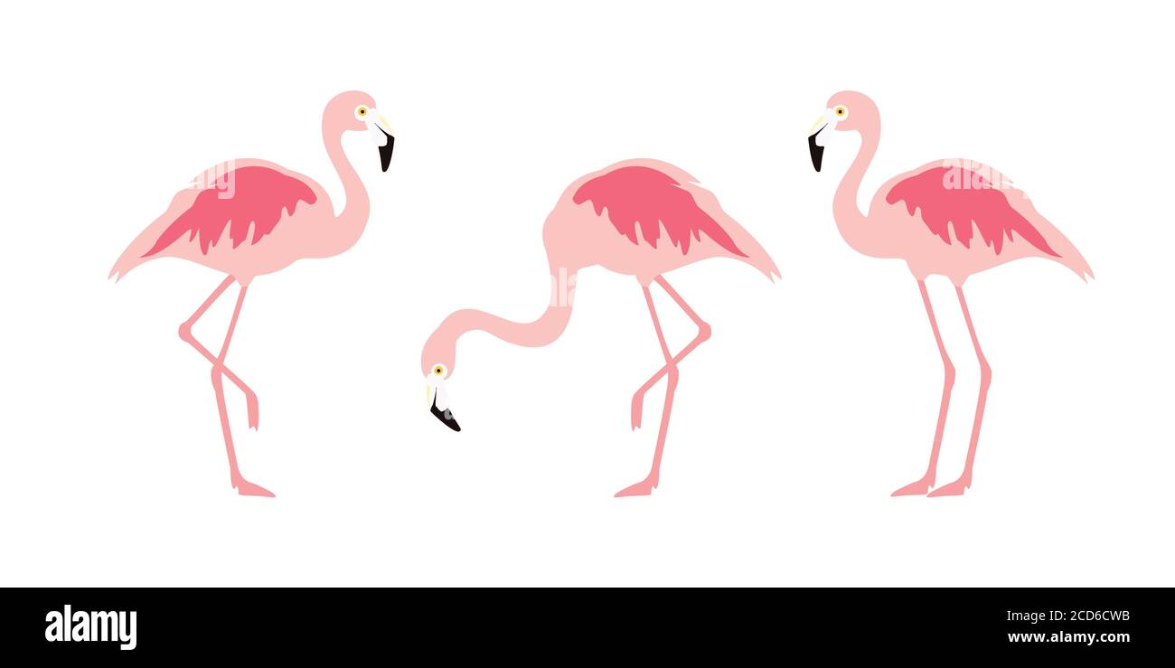 Flamingo tropical bird collection. Vector Stock Vector Image & Art - Alamy