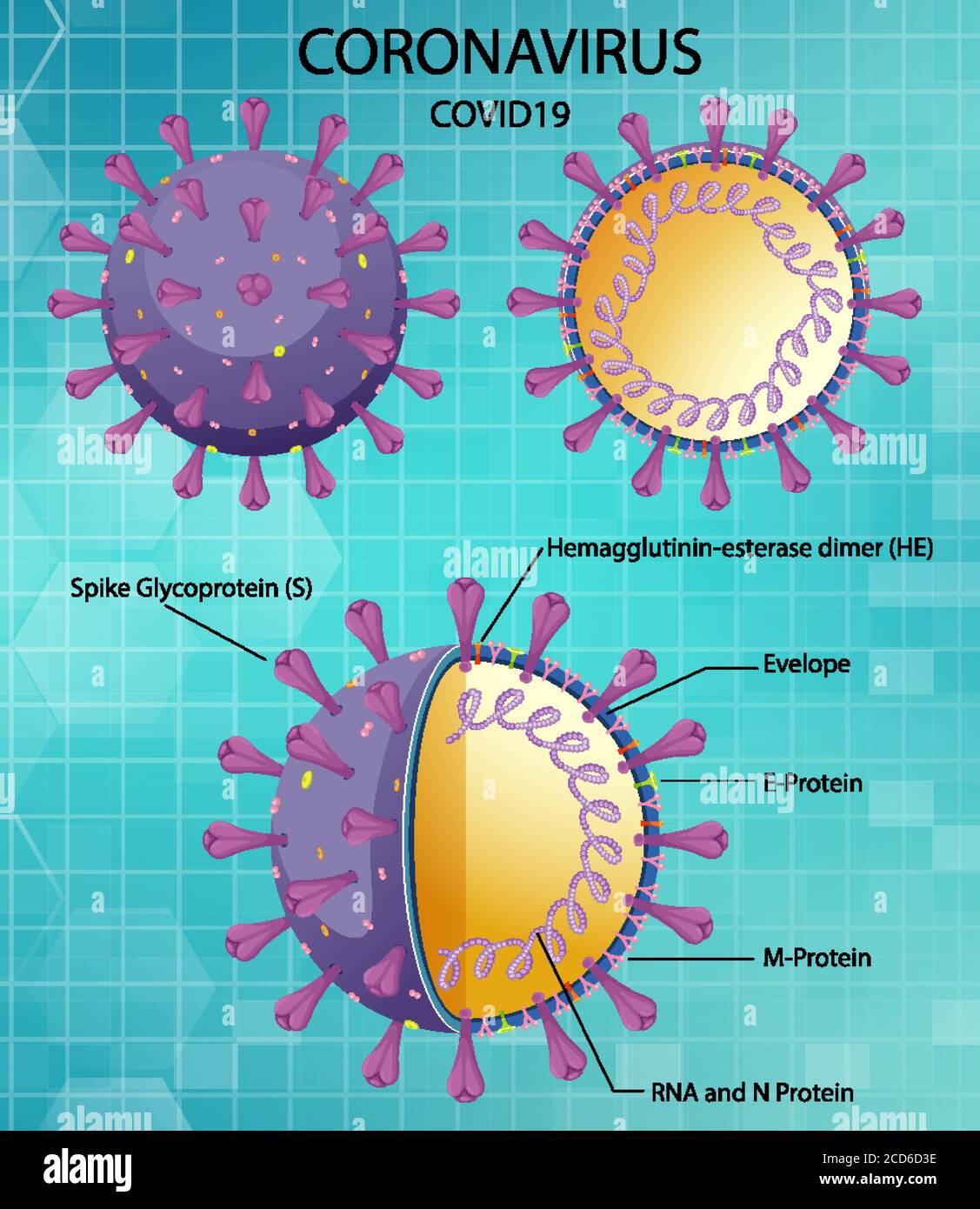 Diagram of Corona virus particle structure illustration Stock Vector ...