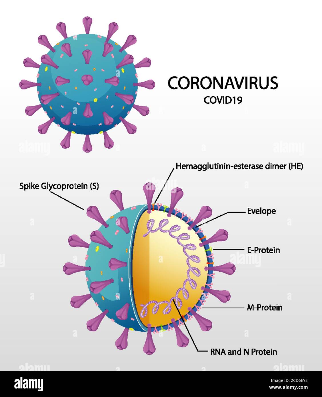 Diagram of Corona virus particle structure illustration Stock Vector ...