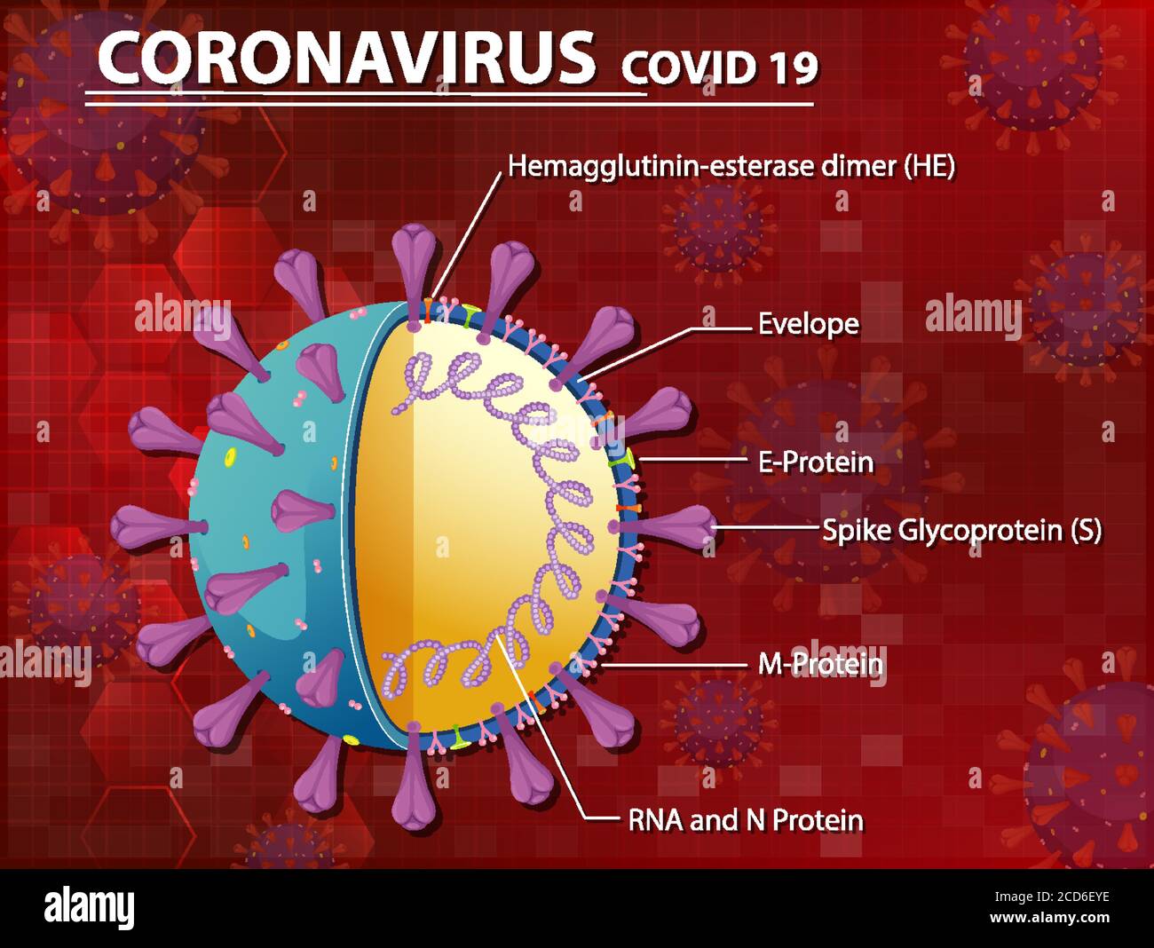 Diagram of Corona virus particle structure illustration Stock Vector ...
