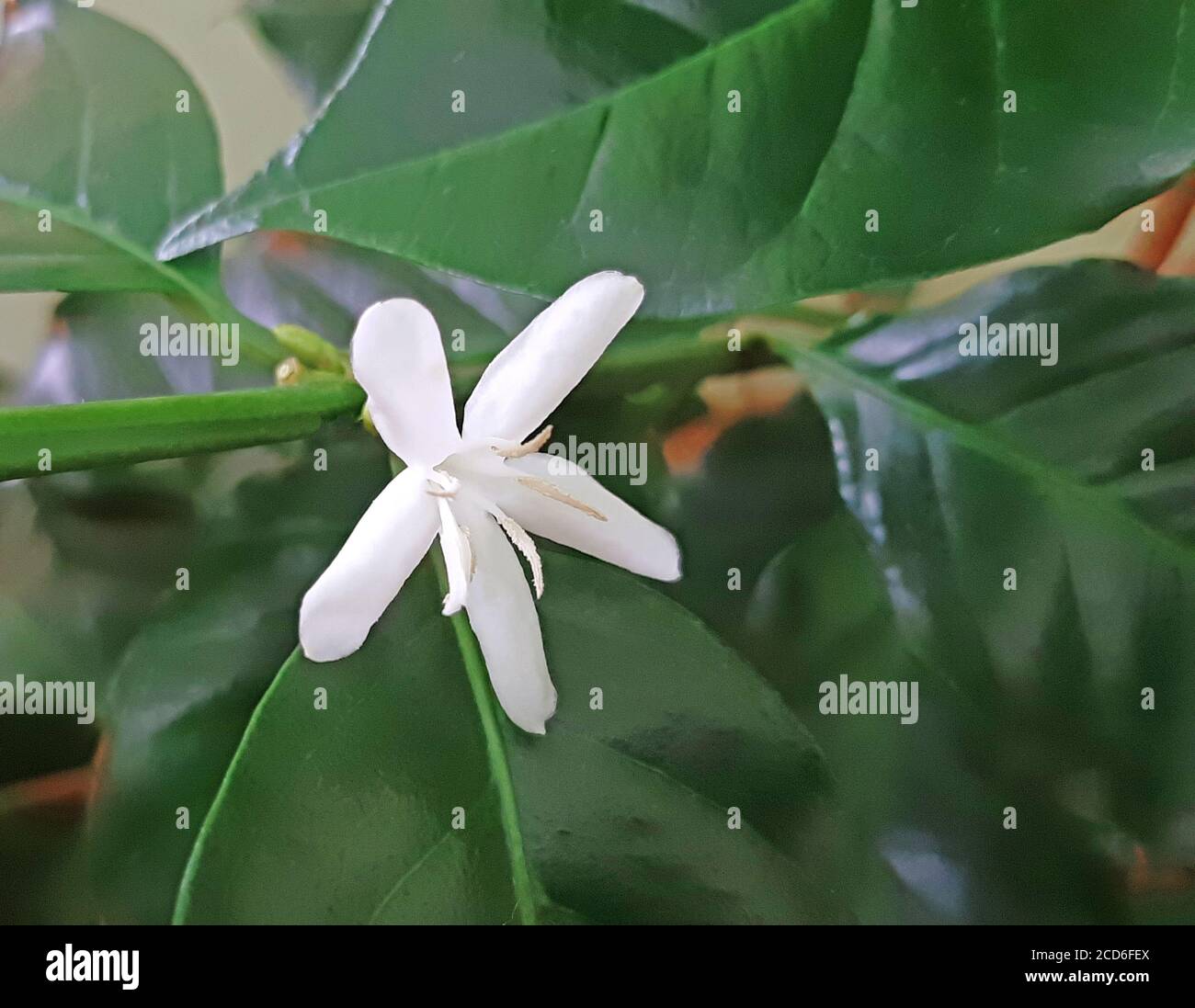Coffee tree in bloom, macro tiny white flower like a star Stock Photo ...