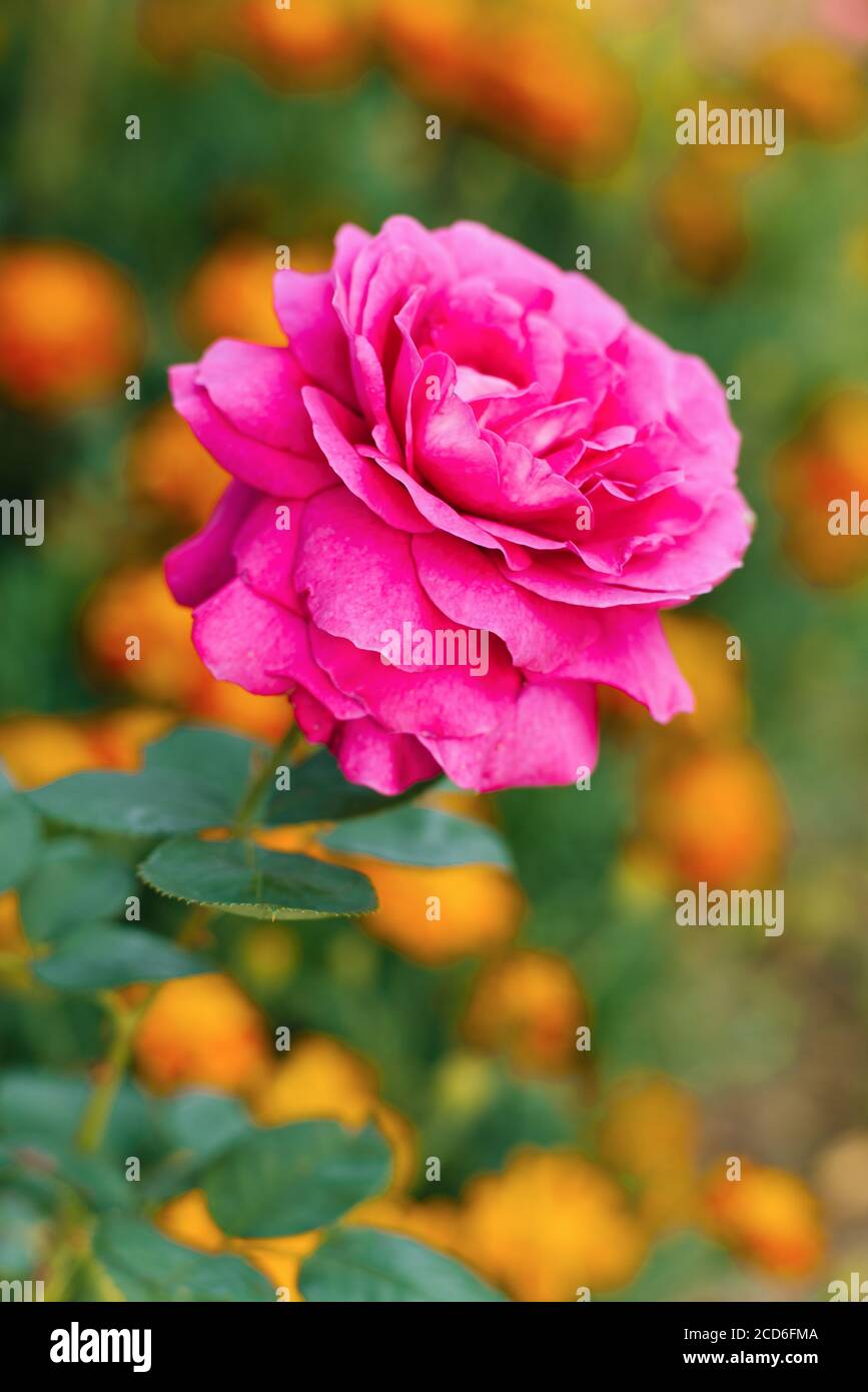 Large Rose Blooms High Resolution Stock Photography and Images - Alamy