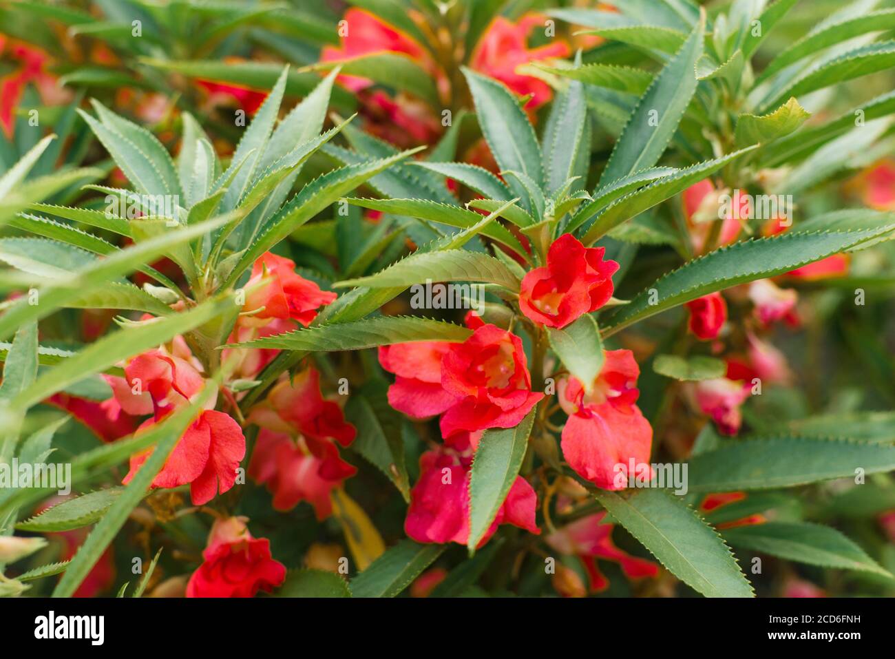 Red balsam hi-res stock photography and images - Alamy