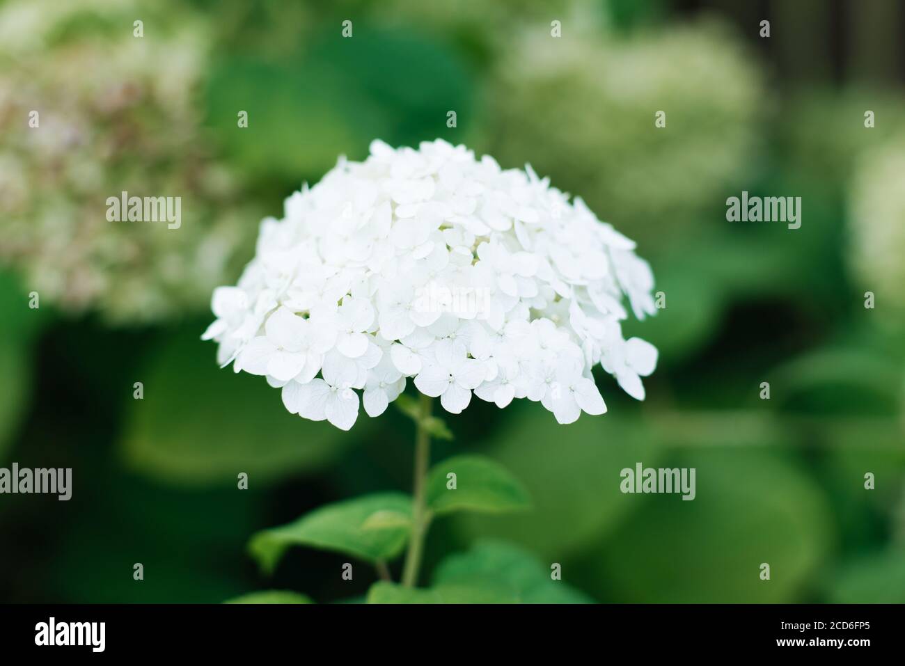 White hydrangea flower hi-res stock photography and images - Alamy