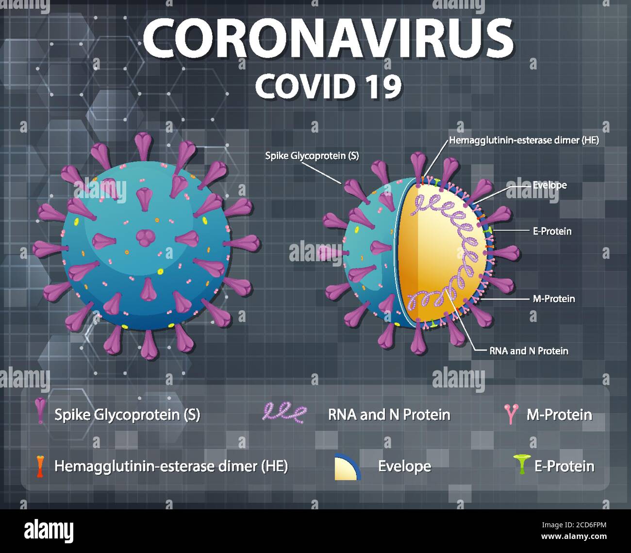 Diagram of Corona virus particle structure illustration Stock Vector ...
