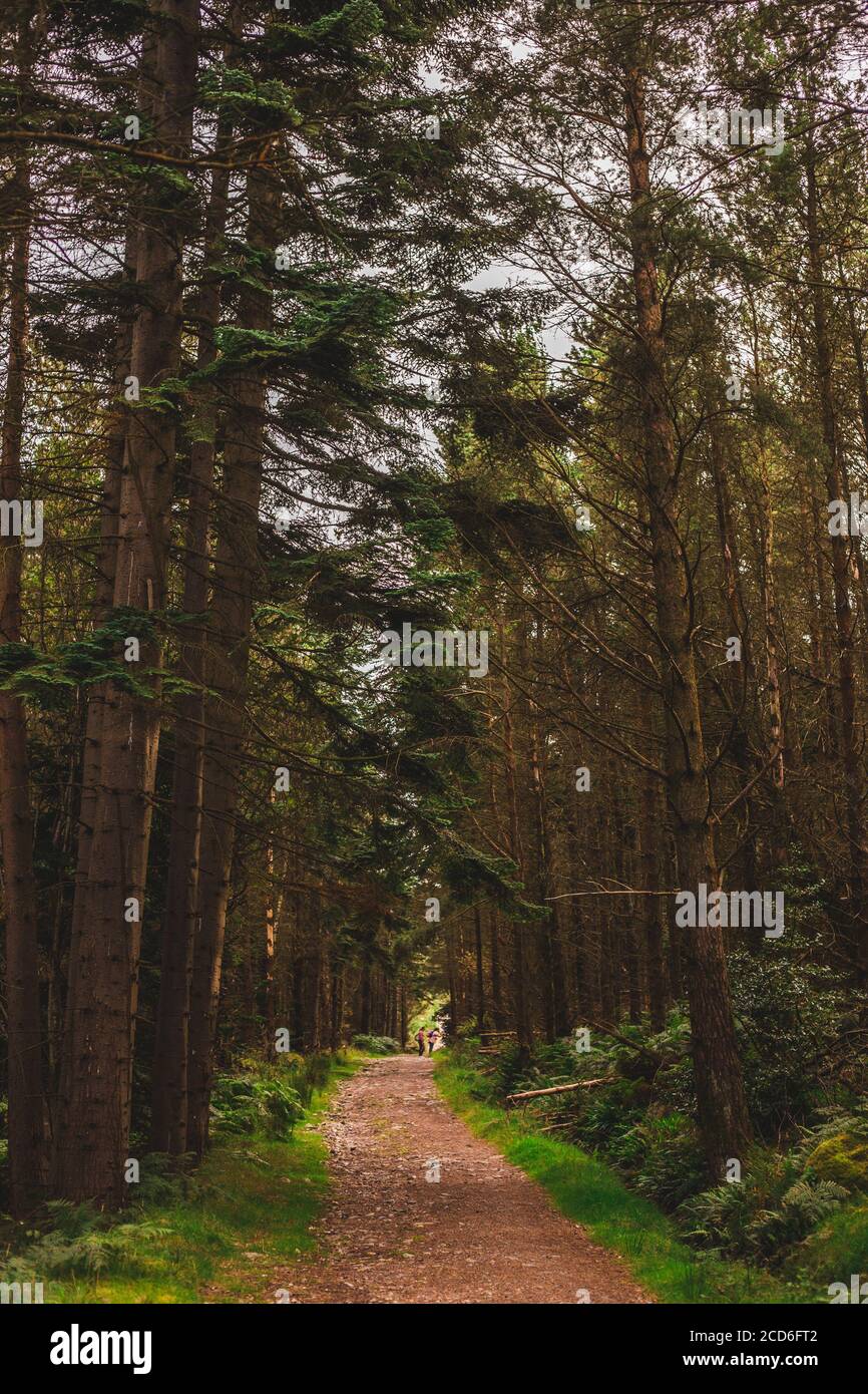 Irish tree trees ireland hi-res stock photography and images - Alamy