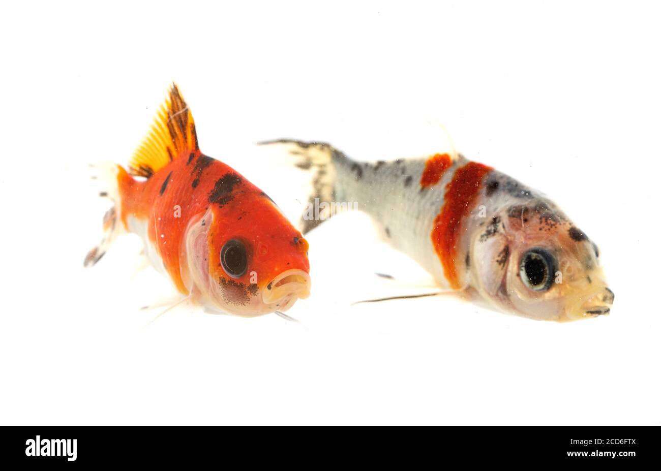 colorful goldfish in front of white background Stock Photo - Alamy