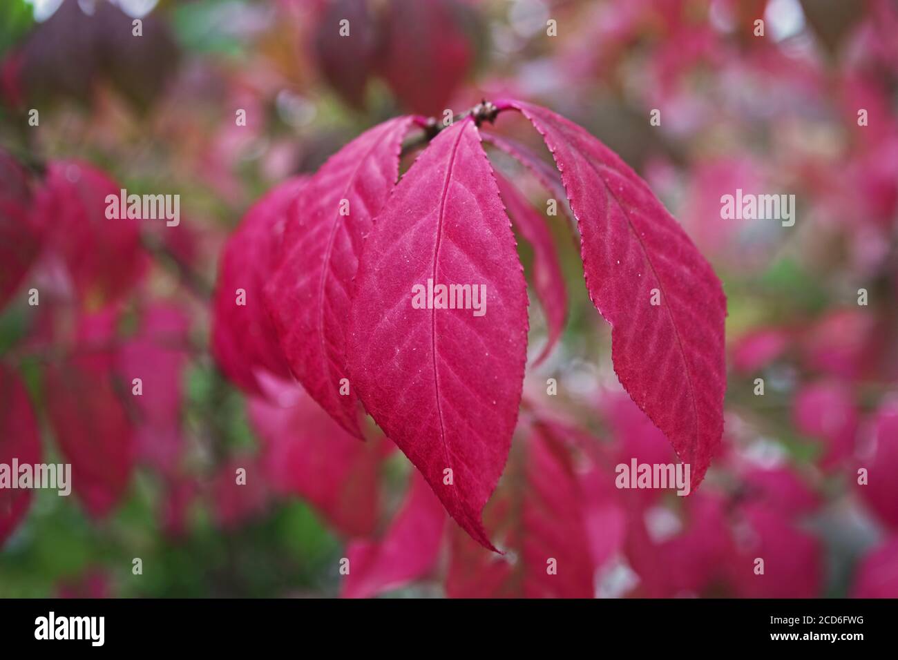 Closeup of burning bush leaves under the sunlight with a blurry ...