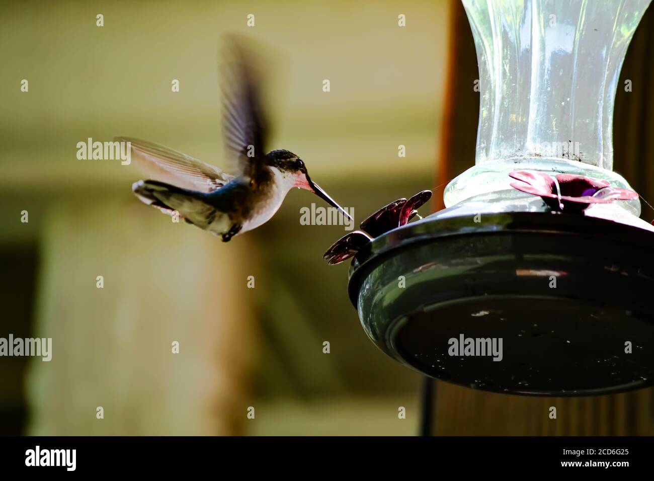 Beautiful shot of a rufous hummingbird flying Stock Photo - Alamy