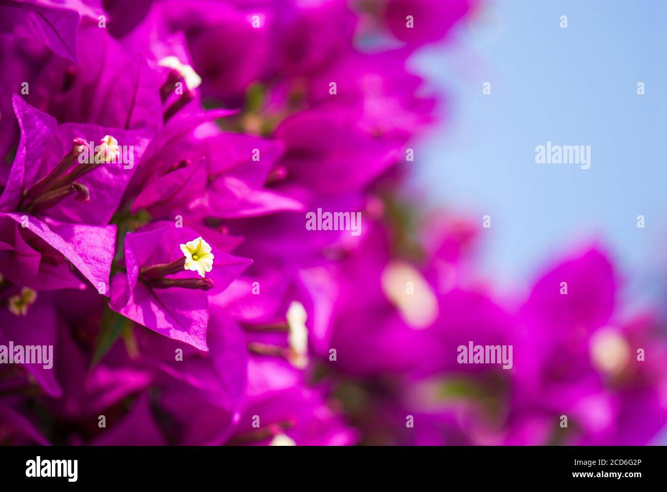 Beautiful bougainvillea flower in the garden Stock Photo - Alamy