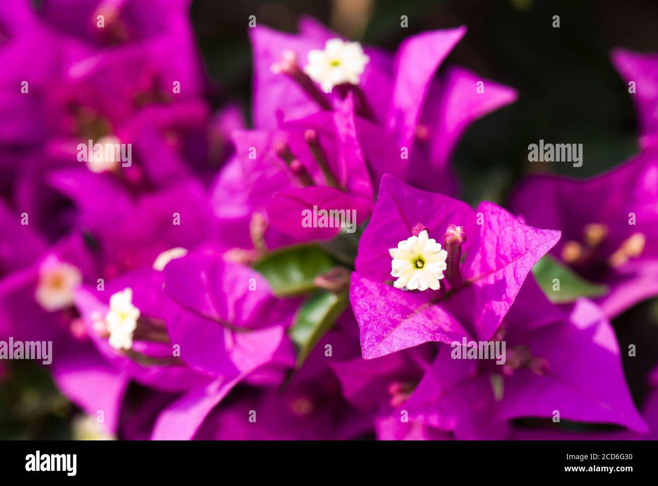 Beautiful bougainvillea flower in the garden Stock Photo - Alamy