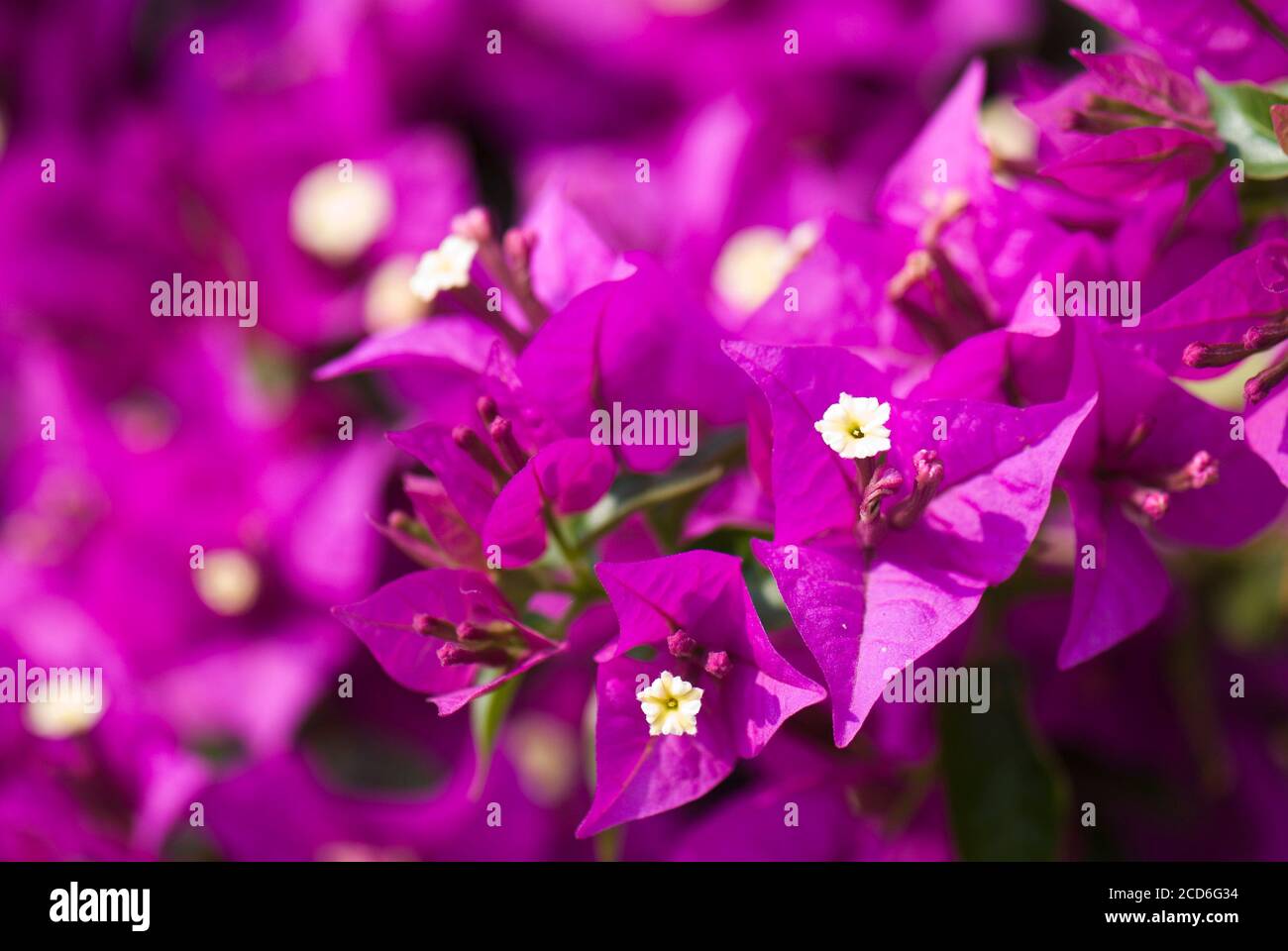 Beautiful bougainvillea flower in the garden Stock Photo - Alamy