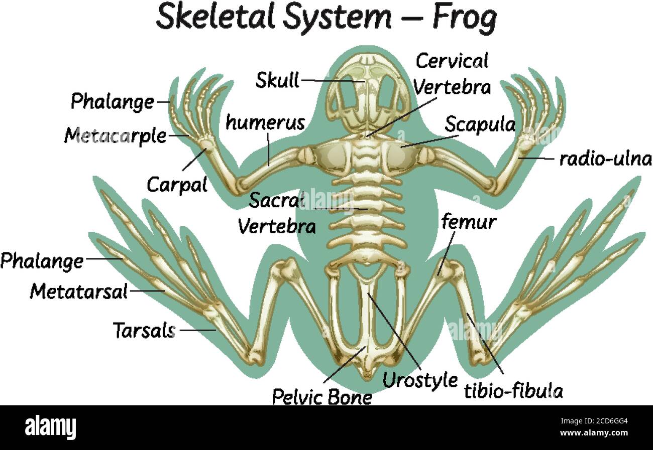 Science Eduction Of Frog Anatomy Illustration Stock Vector Image Art 