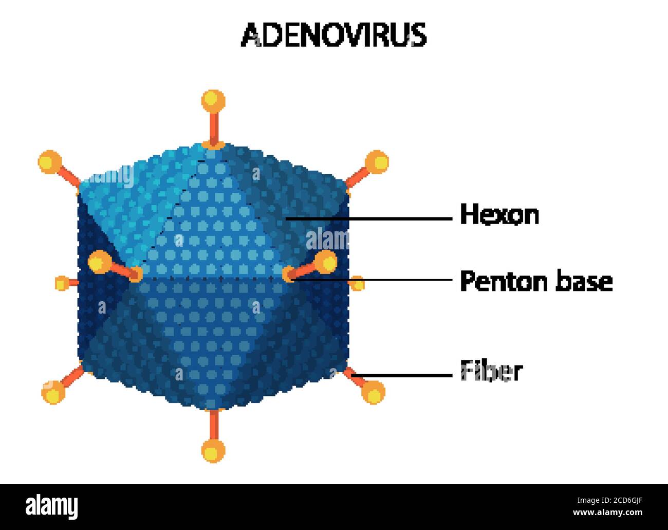 Adenovirus structure diagram on white background illustration Stock ...