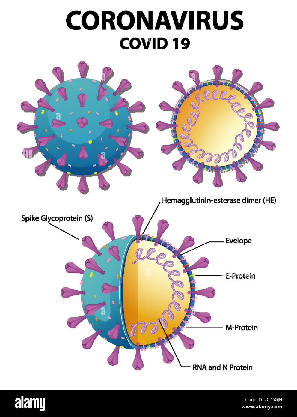 Diagram of Corona virus particle structure illustration Stock Vector ...