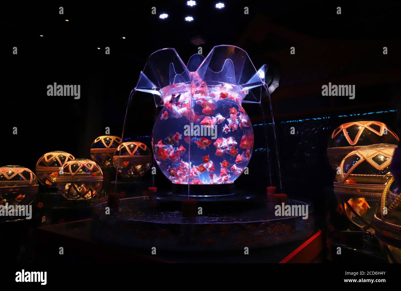 Tokyo, Japan. 27th Aug, 2020. Some 30,000 various kinds of goldfish are ...