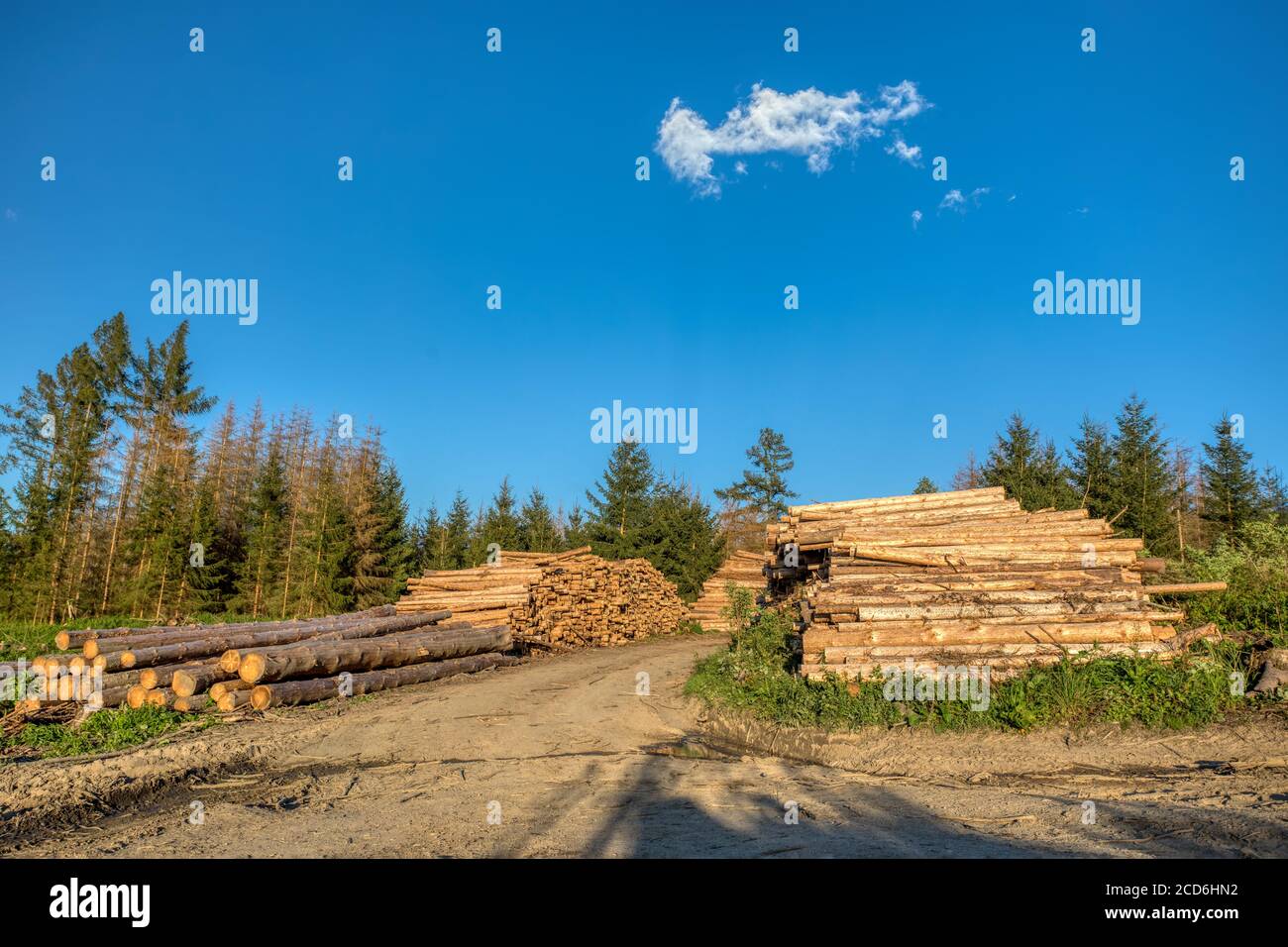 Piled logs of harvested wood timber next to forest in countryside after ...