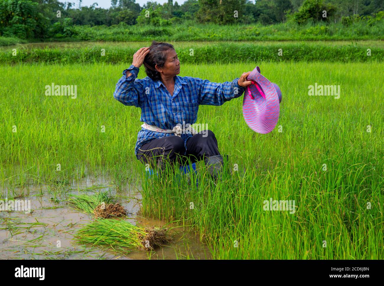 Women planting rice hand hi-res stock photography and images - Alamy