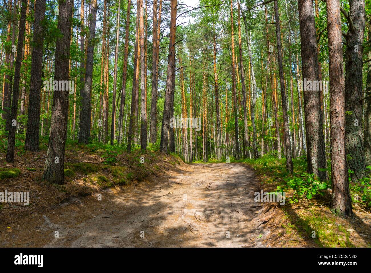Nature. pathway in green forest A pathway leading into a forest Stock ...