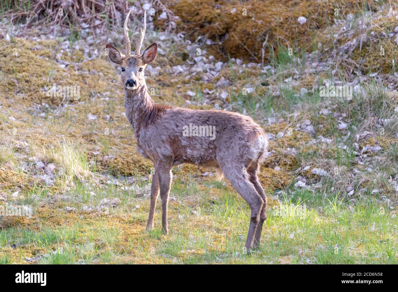 Stately roe deer with horns in nature landscape Stock Photo - Alamy