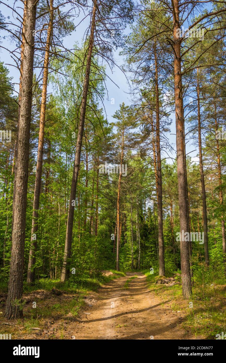 Nature. pathway in green forest A pathway leading into a forest Stock ...