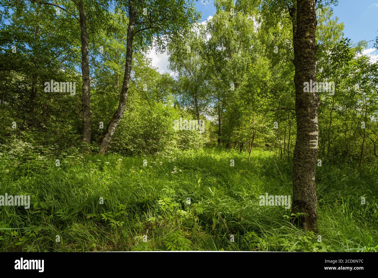 Nature. pathway in green forest A pathway leading into a forest Stock ...