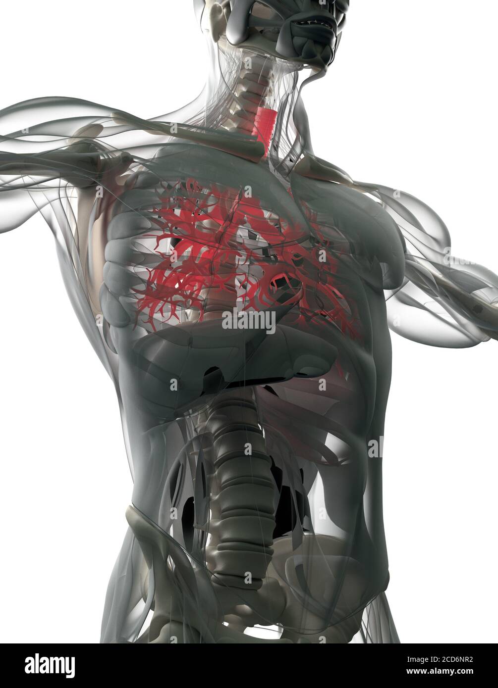 Bronchi, human anatomy lungs. technology. 3d illustration Stock Photo ...