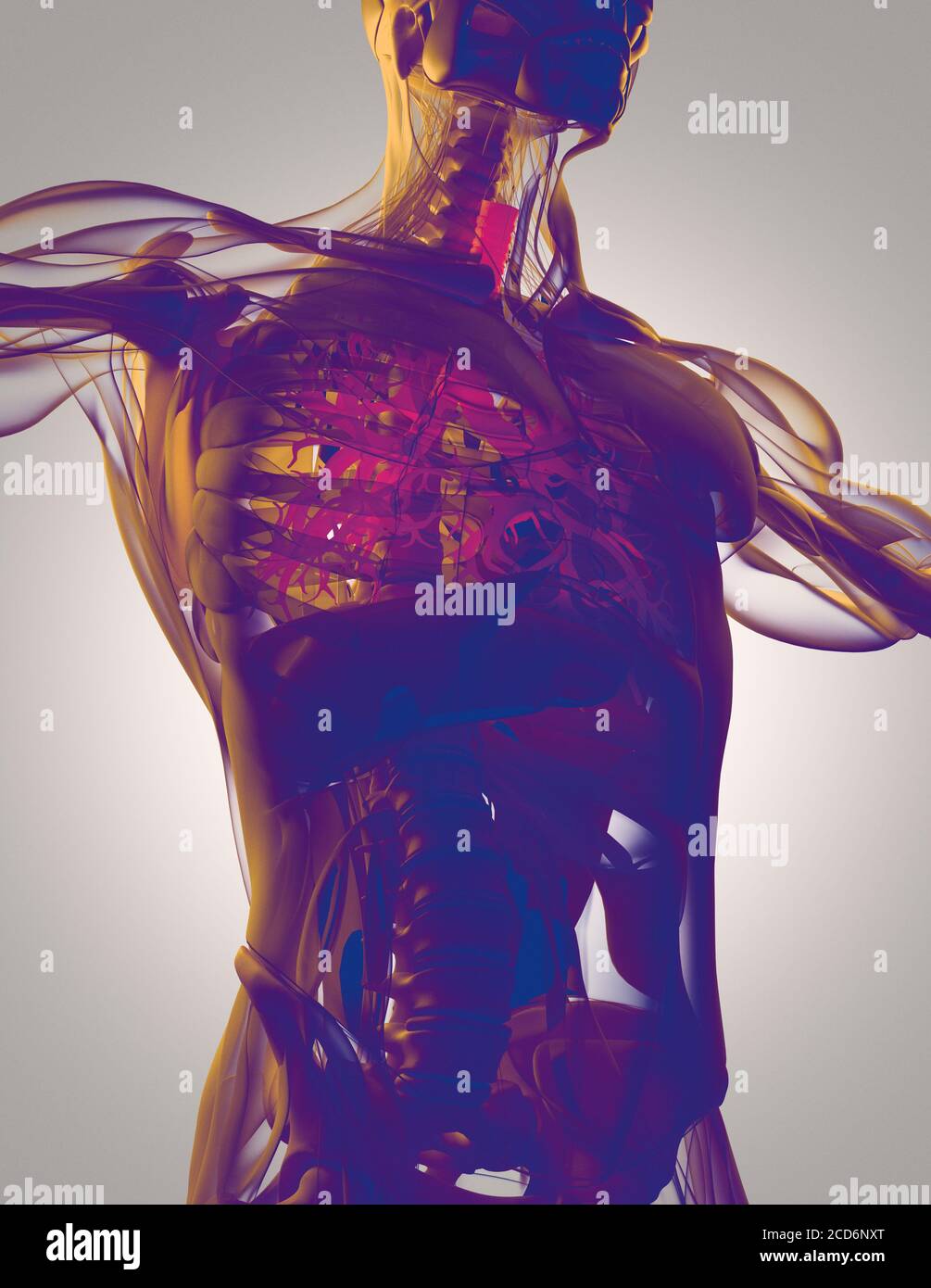 Bronchi, human anatomy lungs. technology. 3d illustration Stock Photo ...