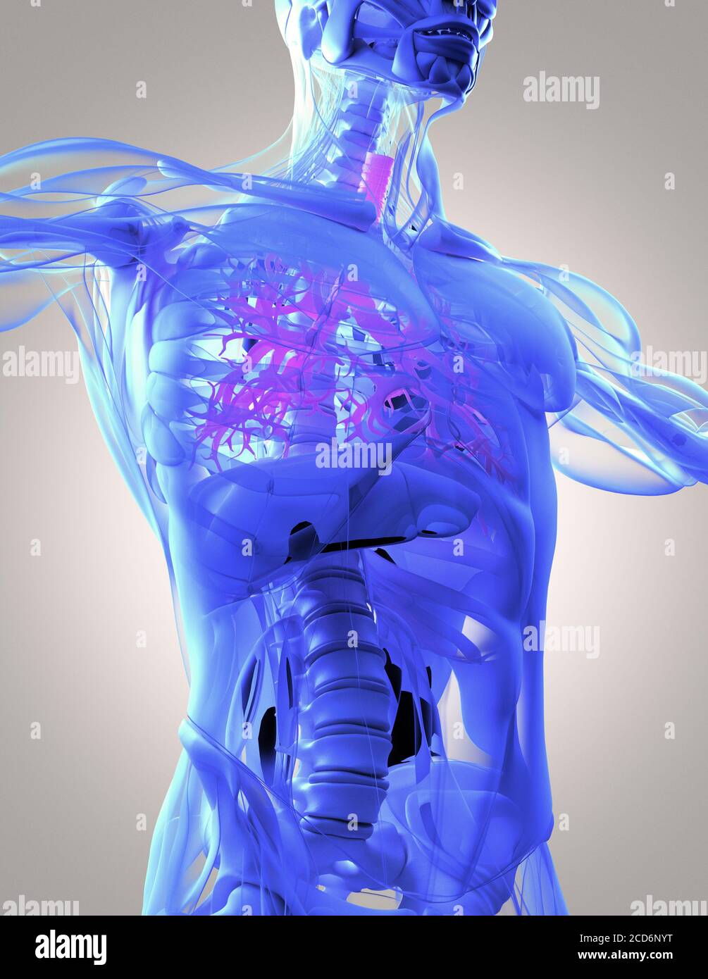 Bronchi, human anatomy lungs. technology. 3d illustration Stock Photo ...