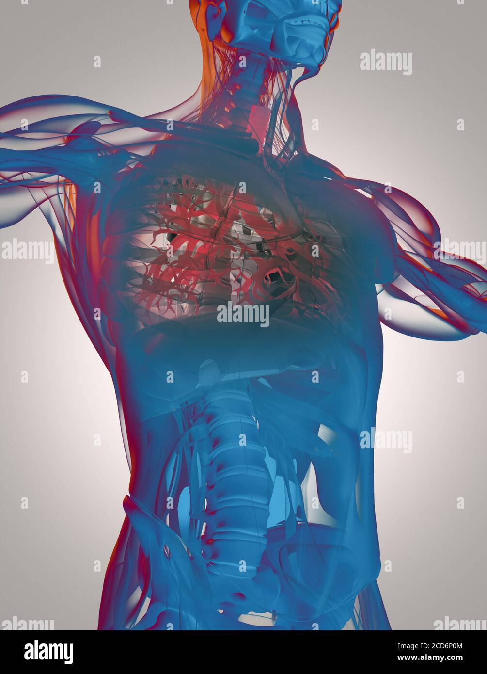 Bronchi, human anatomy lungs. technology. 3d illustration Stock Photo ...