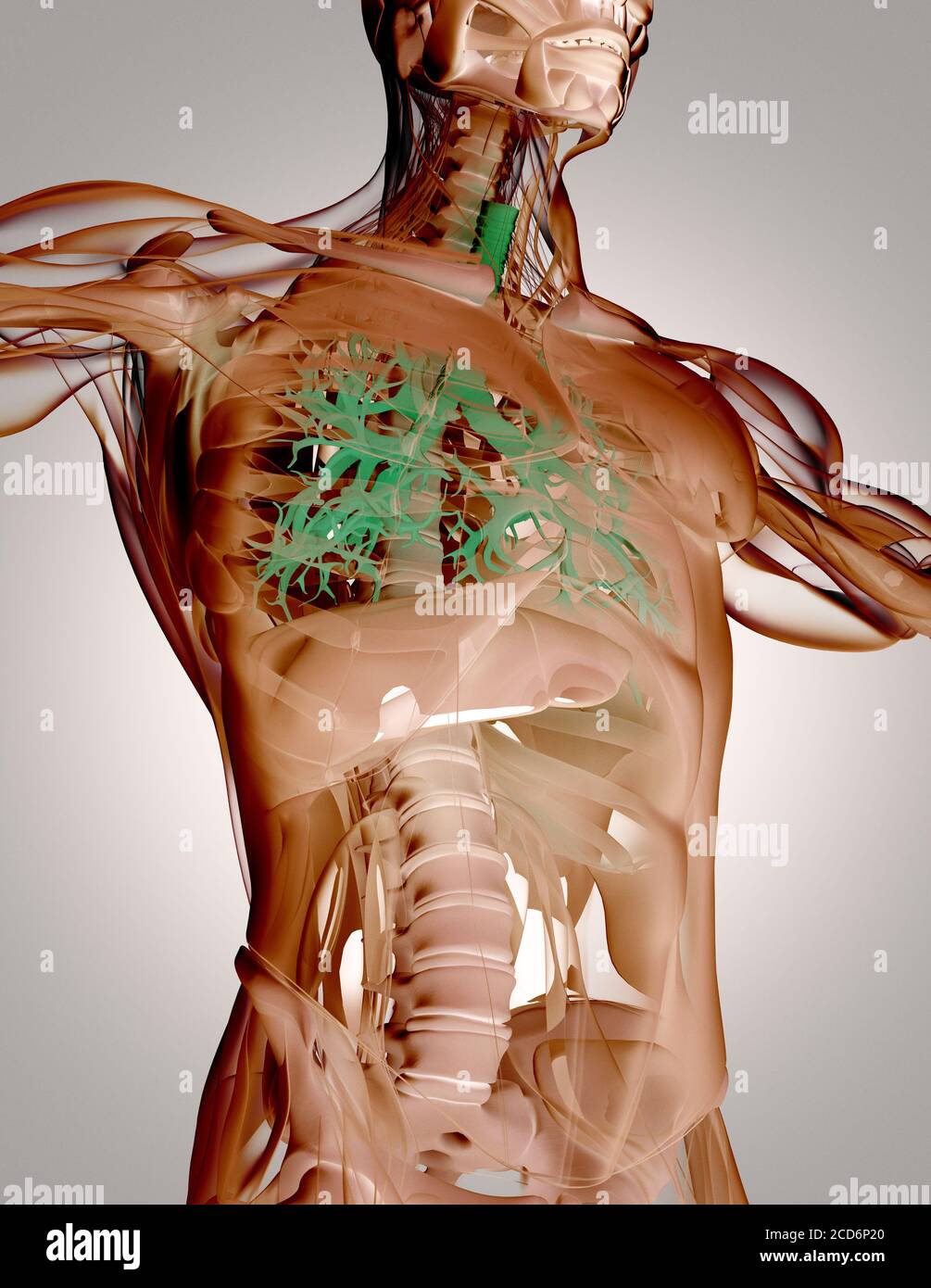 Bronchi, human anatomy lungs. technology. 3d illustration Stock Photo ...