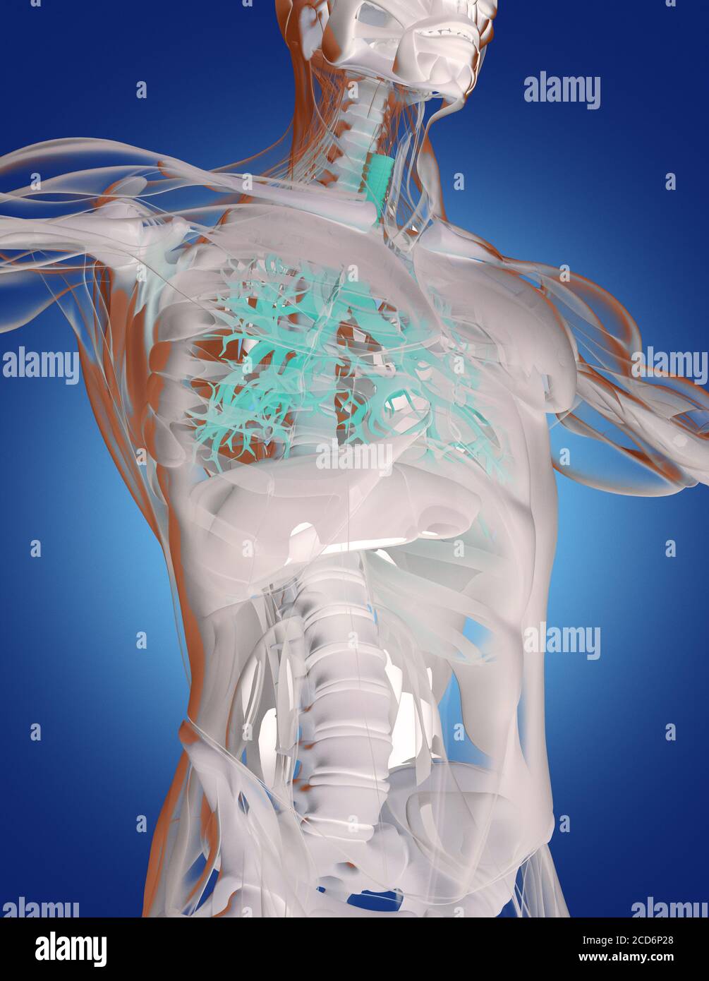 Bronchi, human anatomy lungs. technology. 3d illustration Stock Photo ...