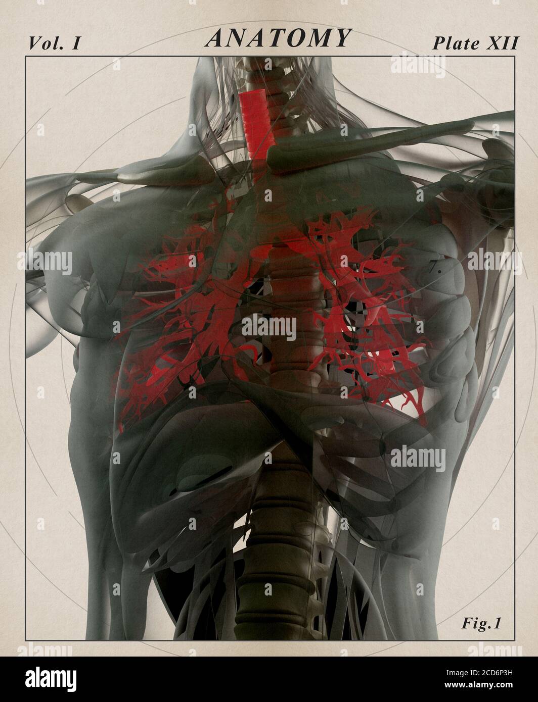 Bronchi, human anatomy lungs. technology. 3d illustration Stock Photo ...
