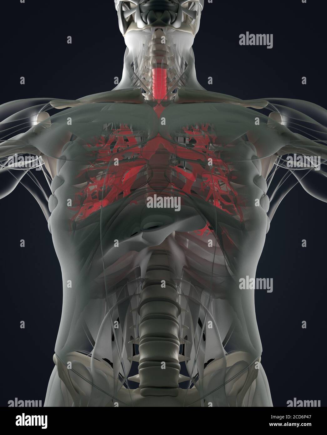 Bronchi, human anatomy lungs. technology. 3d illustration Stock Photo ...