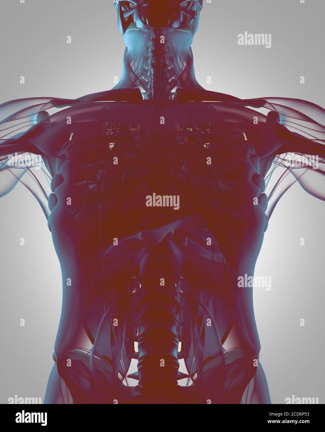 Bronchi, human anatomy lungs. technology. 3d illustration Stock Photo ...