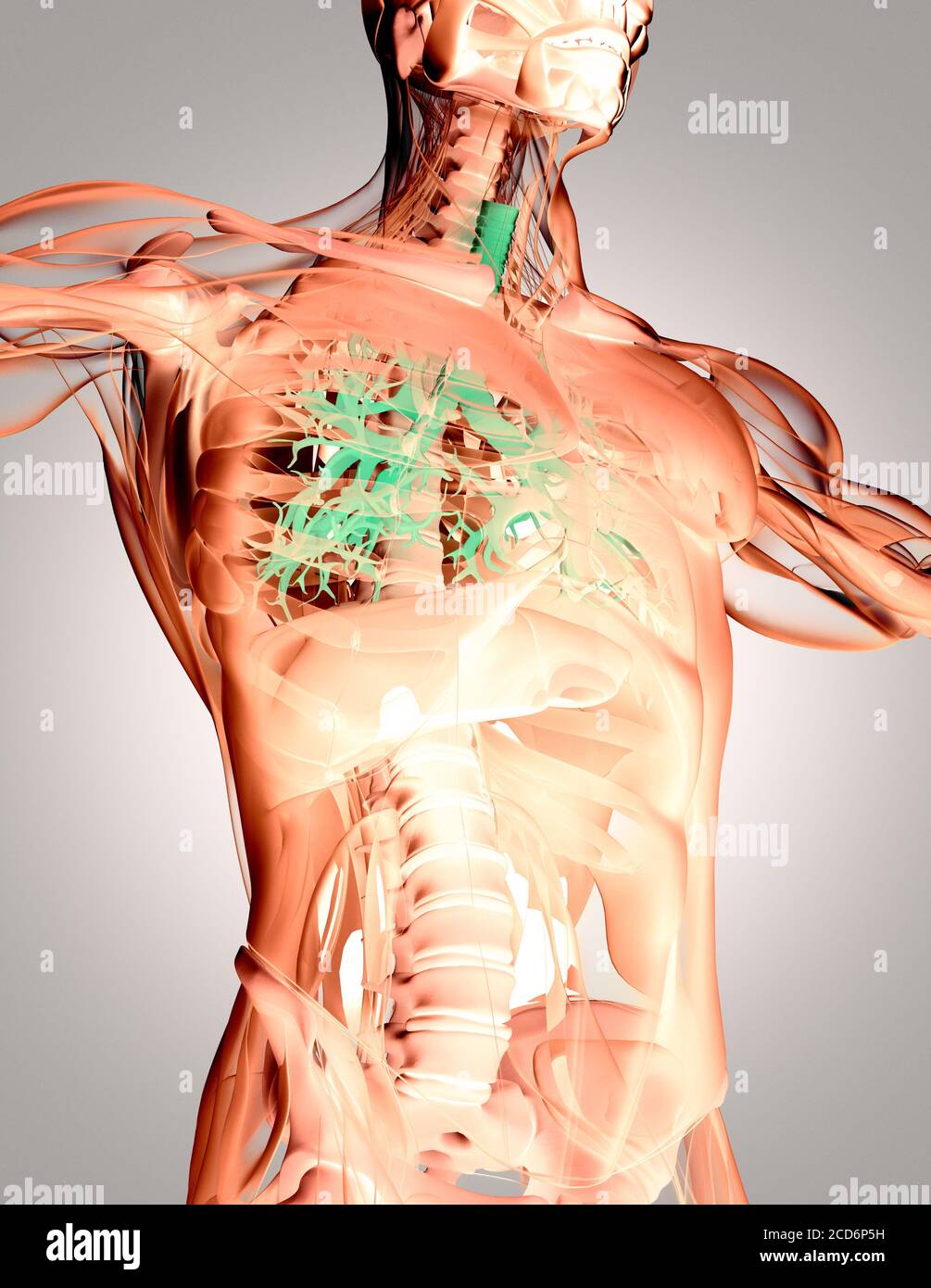 Bronchi, human anatomy lungs. technology. 3d illustration Stock Photo ...