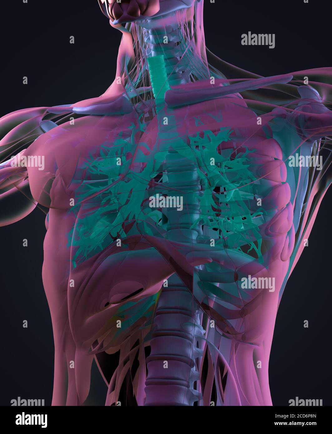 Bronchi, human anatomy lungs. technology. 3d illustration Stock Photo ...