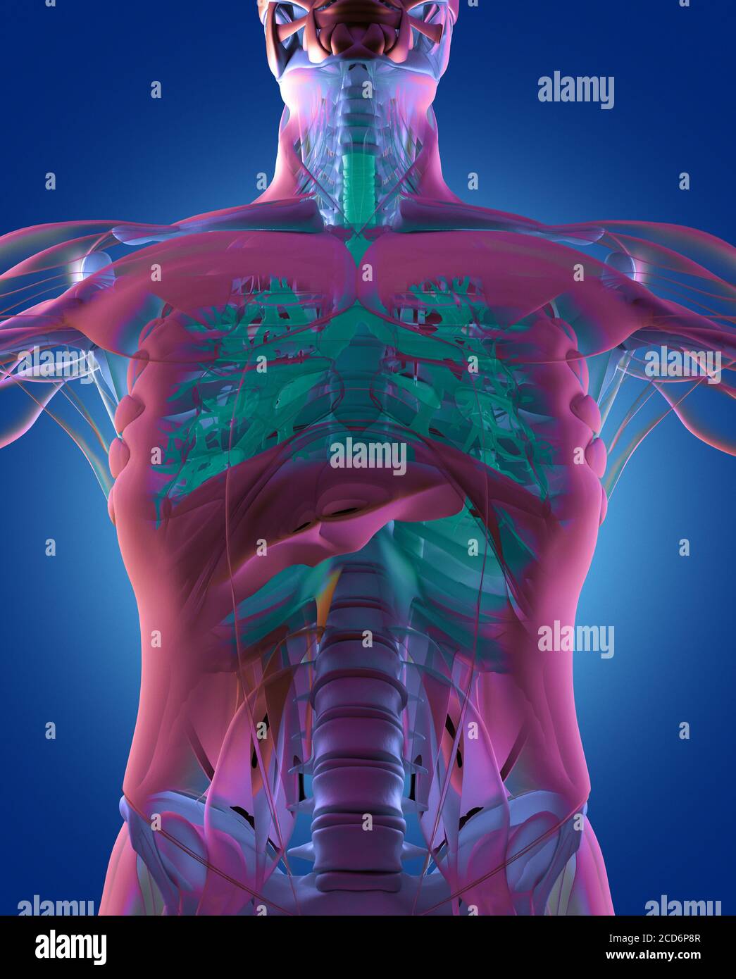 Organs larynx bronchi biology anatomy hi-res stock photography and ...