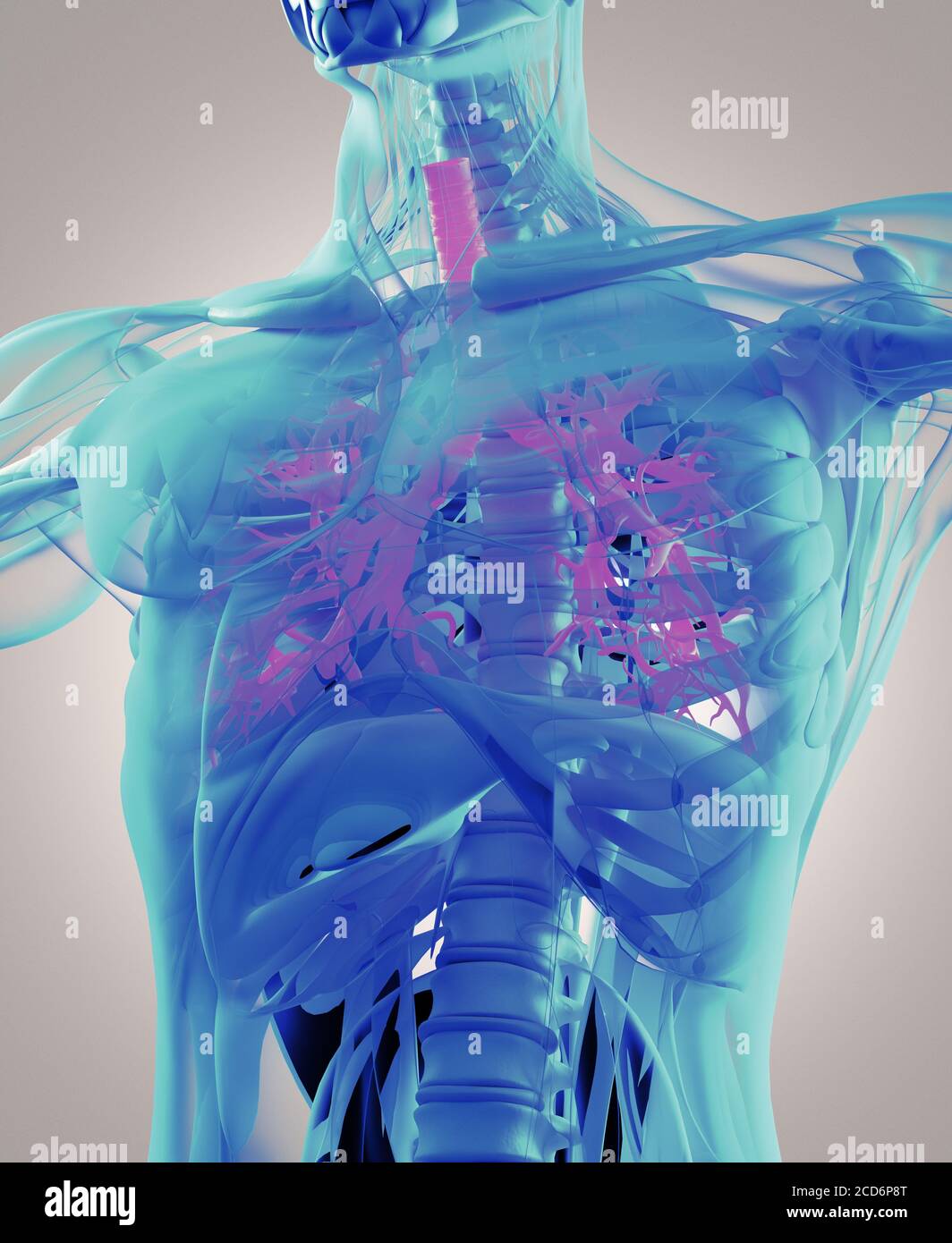 Bronchi, human anatomy lungs. technology. 3d illustration Stock Photo ...