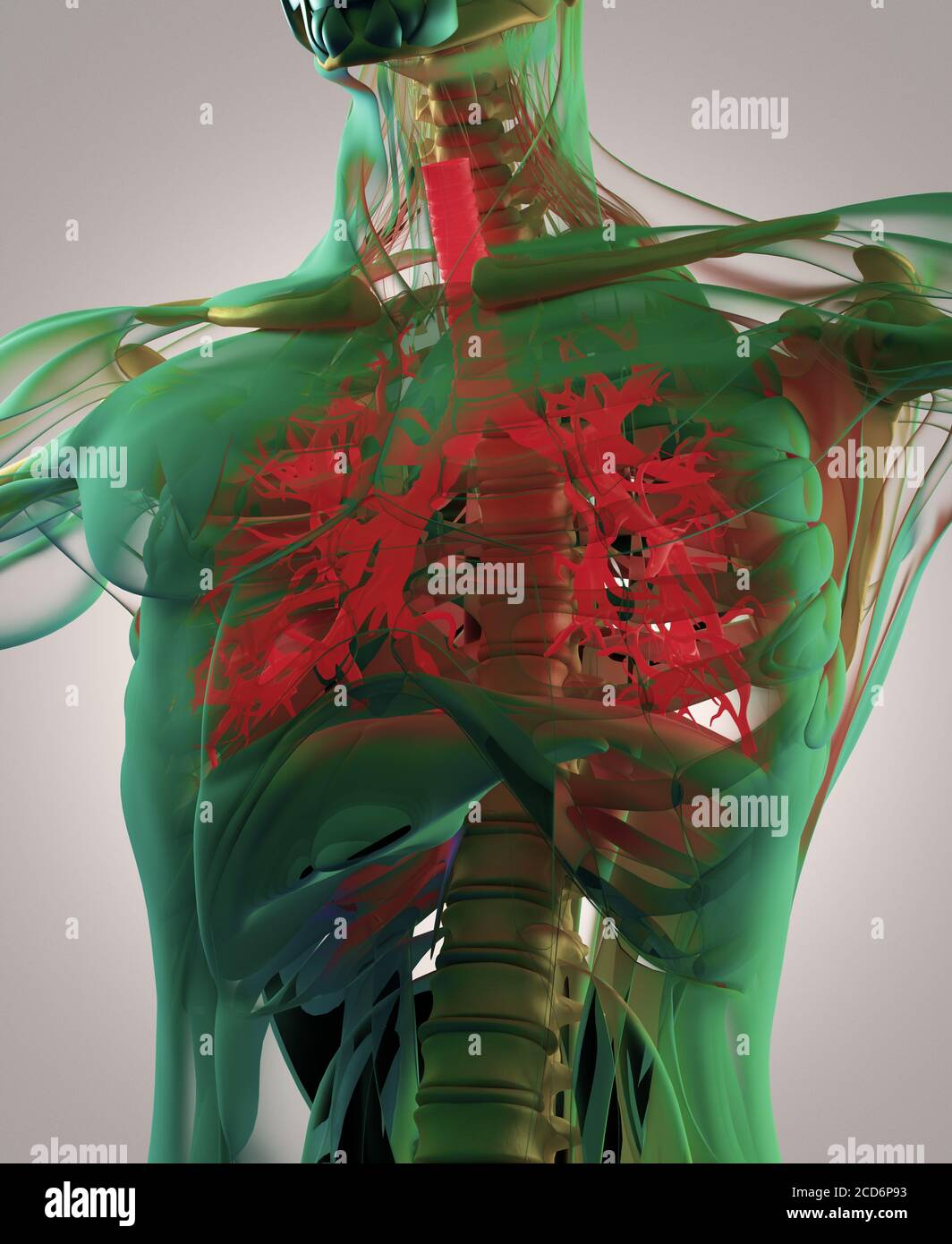 Bronchi, human anatomy lungs. technology. 3d illustration Stock Photo ...