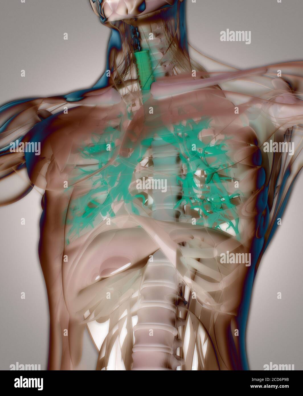 Bronchi, human anatomy lungs. technology. 3d illustration Stock Photo ...