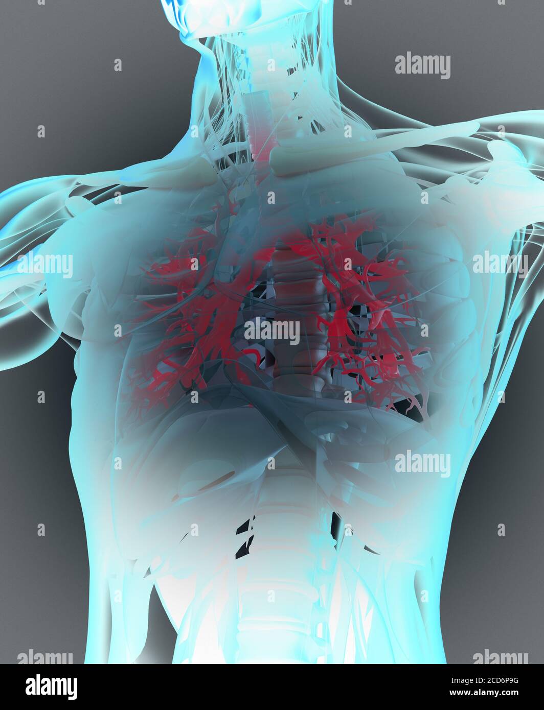 Bronchi, human anatomy lungs. technology. 3d illustration Stock Photo ...
