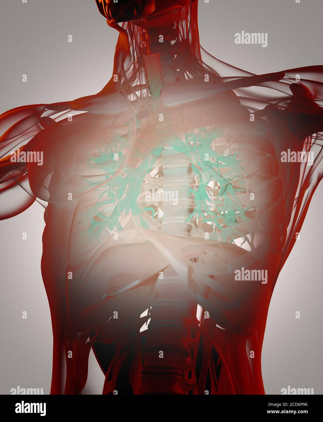 Bronchi, human anatomy lungs. technology. 3d illustration Stock Photo ...