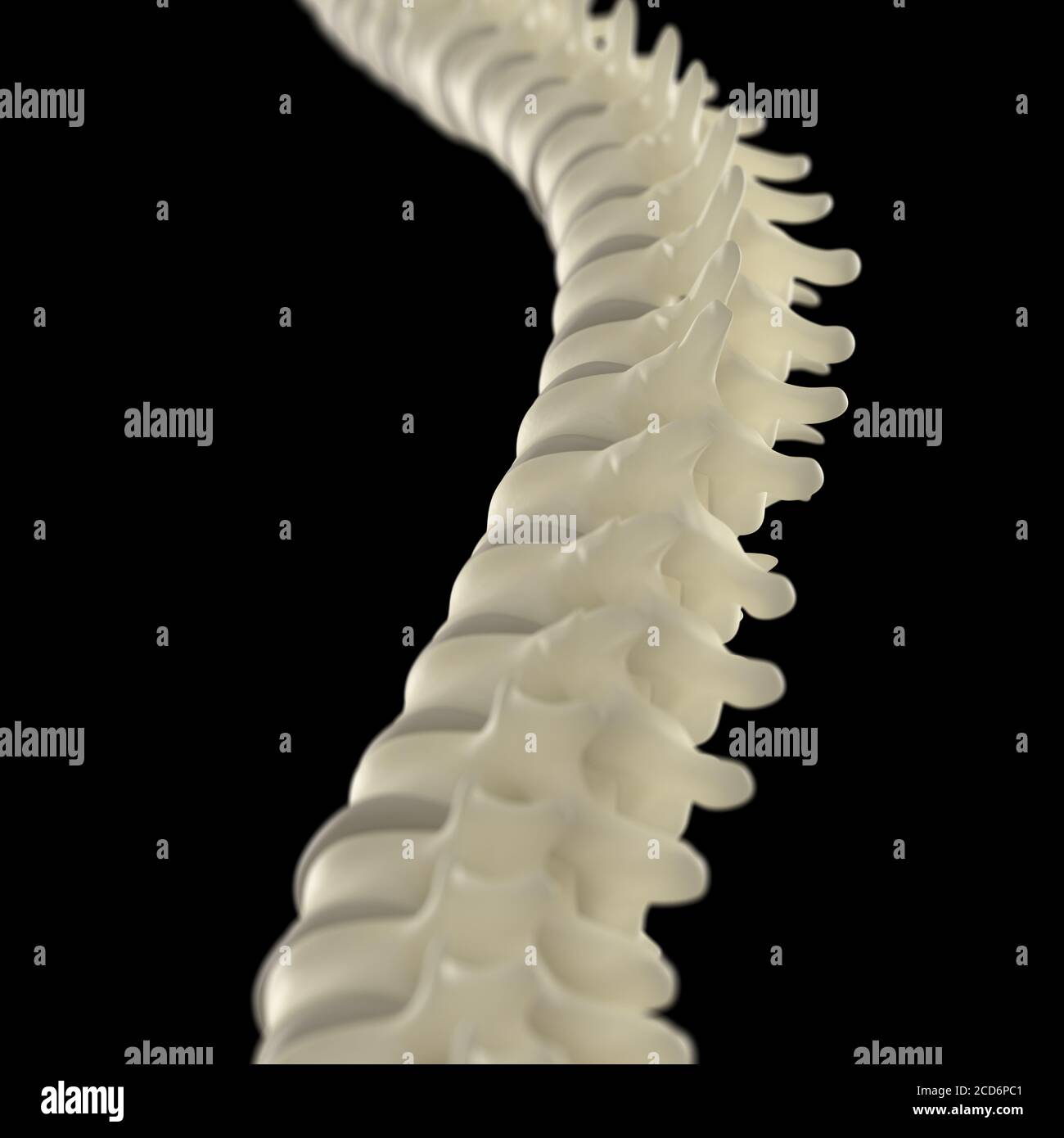 Anatomy illustration of isolated spine 3d illustration Stock Photo - Alamy
