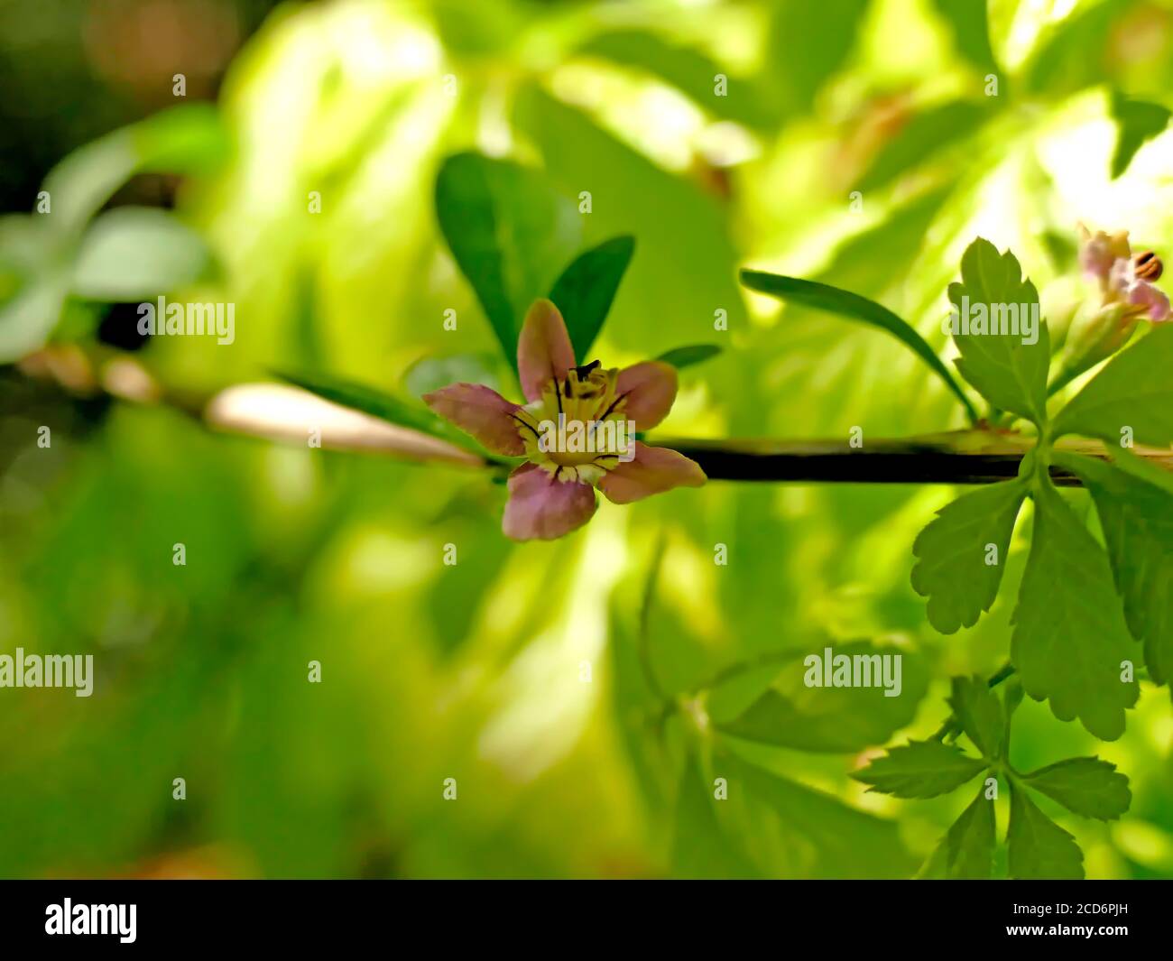 Goji flower hi-res stock photography and images - Alamy