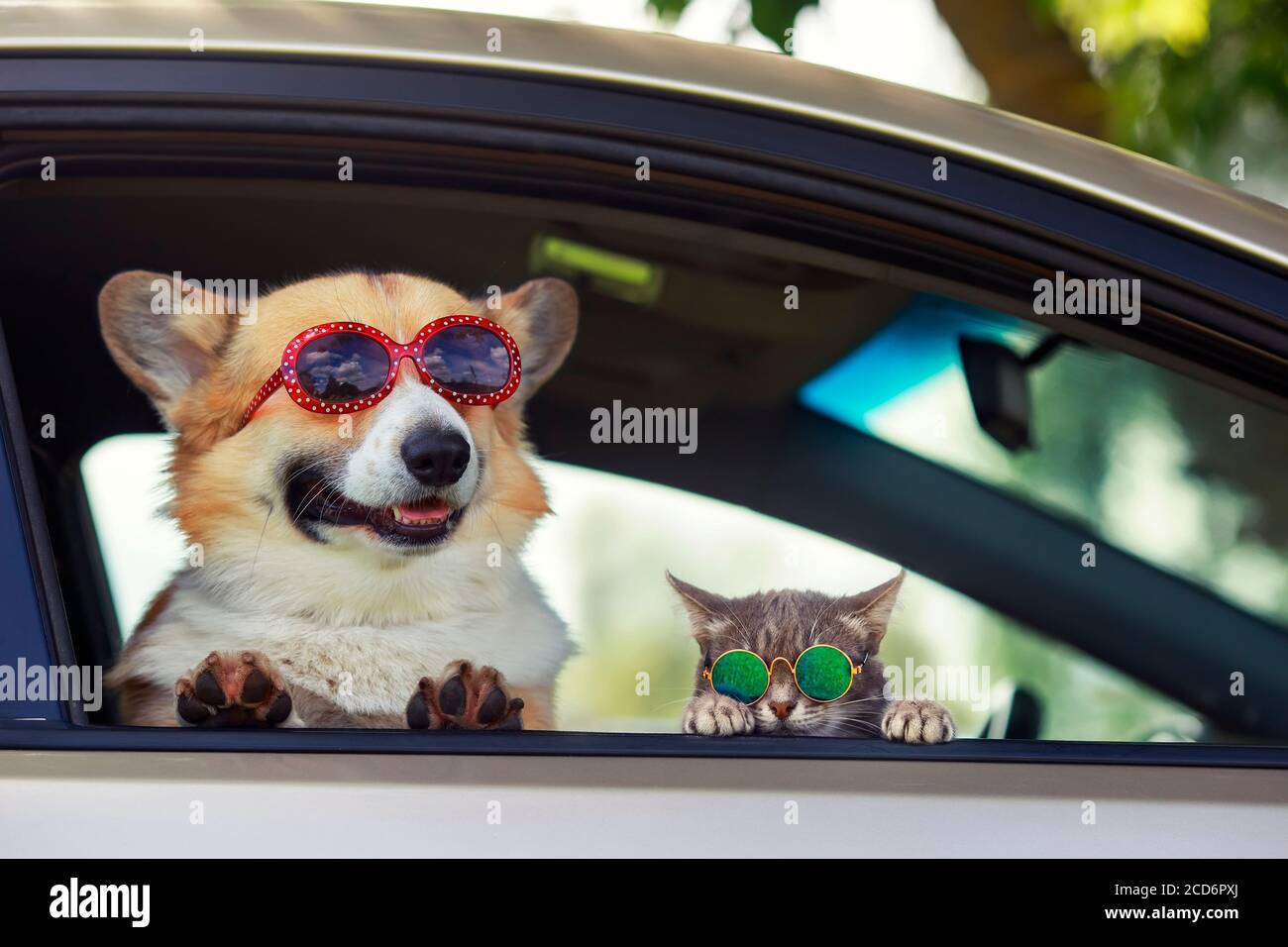 Santa Dog And Cat Driving