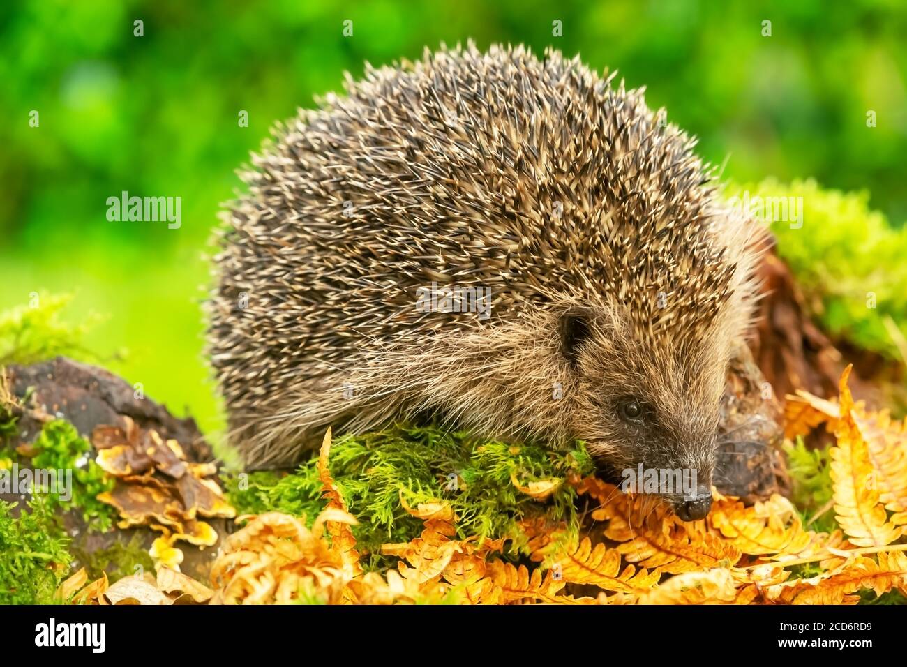 Wild, native hedgehog foraging in hedgehog friendly garden. Taken ...
