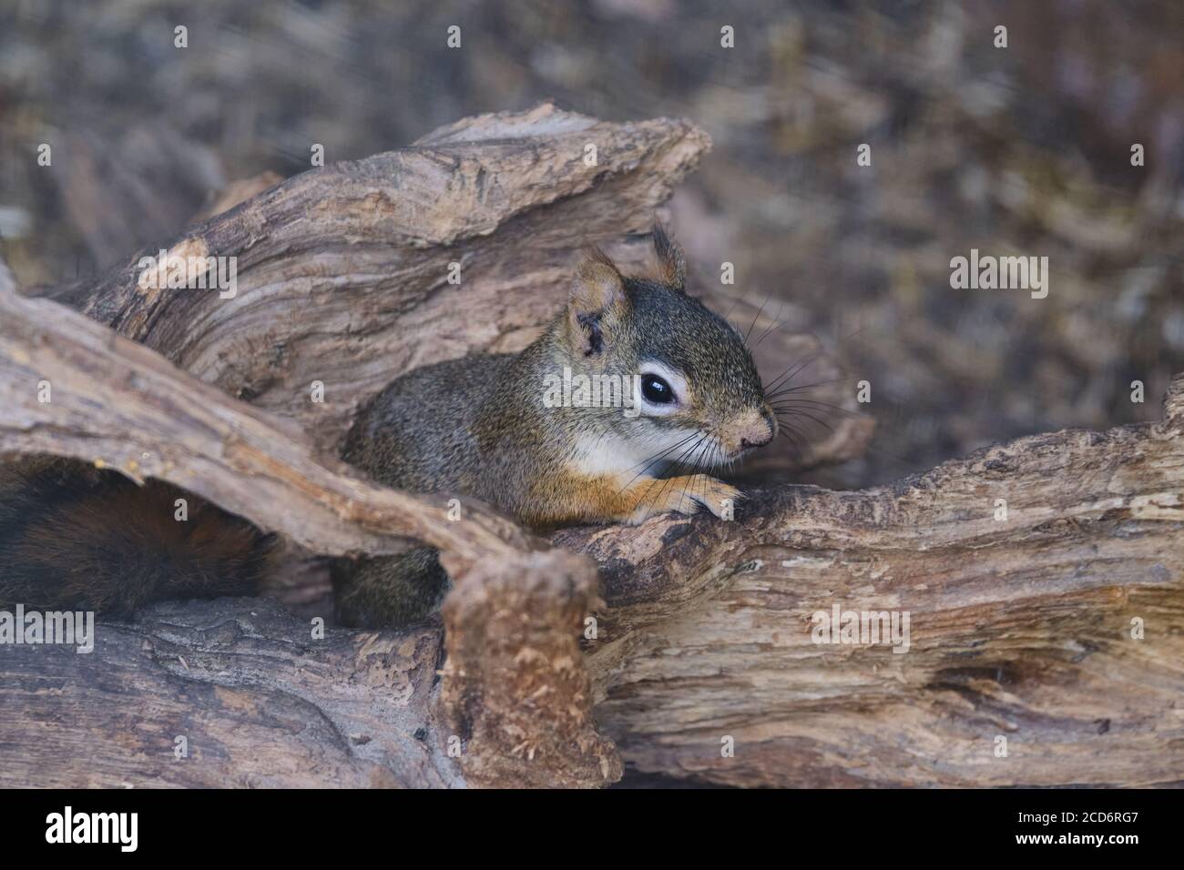 Fat chipmunk hi-res stock photography and images - Alamy